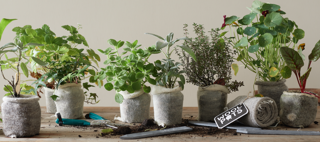 Het is bijna zover! ShowUp 2025: ‘Ontdek de toekomst van design ...